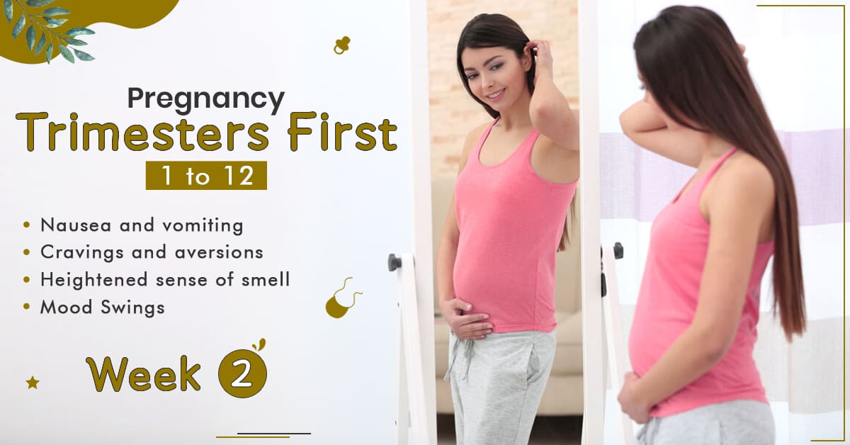 Pregnancy Trimester 1 Week 2- StarAndDaisy
